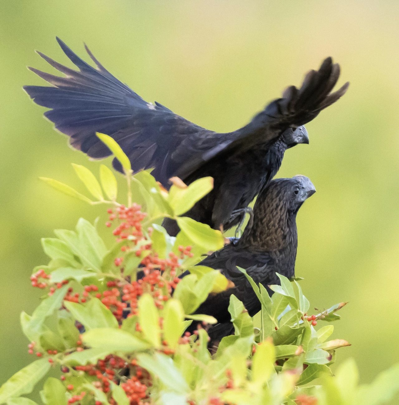Smooth-billed Ani | Breeding Bird Atlas