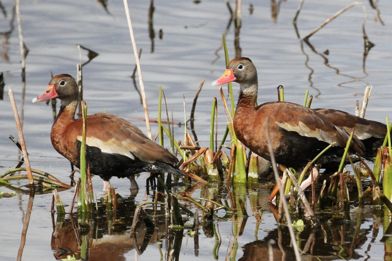 Black-bellied Whistling-Duck | Breeding Bird Atlas