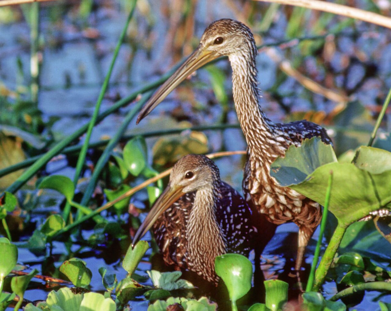 Limpkin | Breeding Bird Atlas