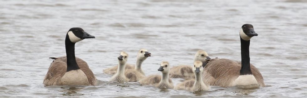 Canada Goose | Breeding Bird Atlas