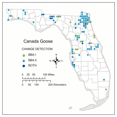 Canada Goose | Breeding Bird Atlas